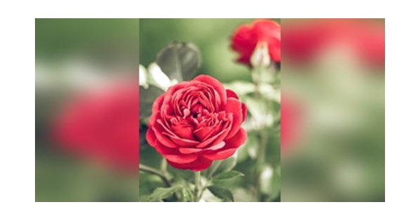 Sherry Wehrle Obituary (2023) - Eaton Rapids, MI - Skinner Funeral Home ...
