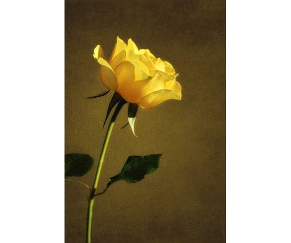 Patricia Fern Temple Obituary (2023) - EDMONDS, WA - Beck's Tribute ...