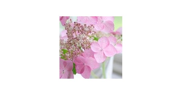 Norma Jean Smith Bogle Obituary (2025) - Nashville, TN - Phillips ...