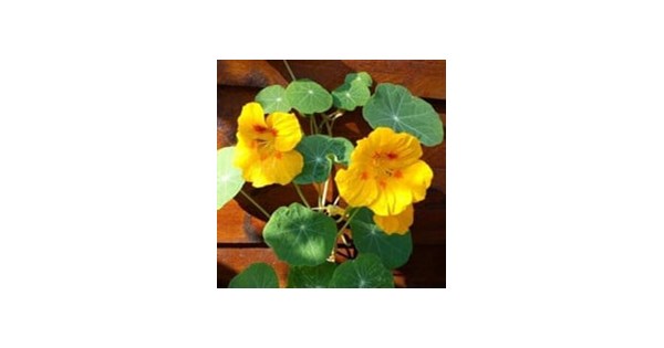 Nancy Lee Robinson Obituary (2024) - Corvallis, OR - McHenry Funeral ...