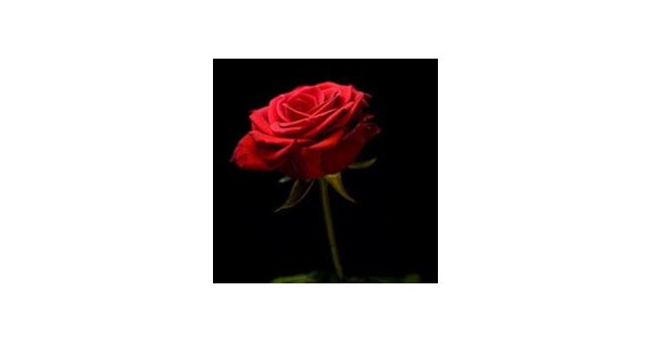Ms. Tammy Renee Gorham Obituary (2024) - Scottsboro, AL - Scottsboro ...