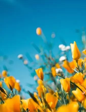 Sheryl Marie Wild Obituary (2024) - Arcata, CA - Paul's Chapel - Arcata