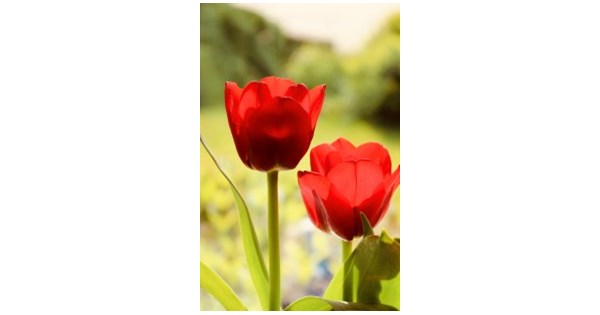 Deborah Kay Archer Obituary (2025) - Belleville, IL - Kurrus Funeral ...