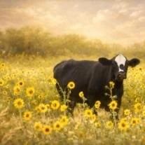 Delbert Lyle Vorhies Obituary (2026) - Glendive, MT - Silha Funeral ...