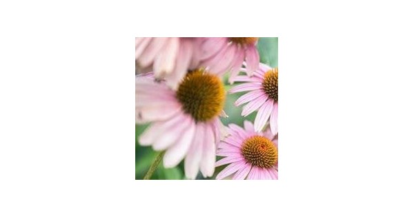 Betty Chapman Obituary (2025) - Wenatchee, WA - Jones & Jones-Betts ...