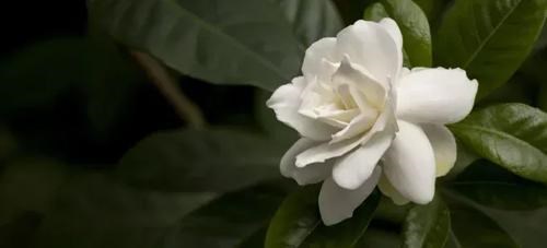 Yanell Rocha Obituary (2026) - El Paso, TX - San Jose Funeral Home ...