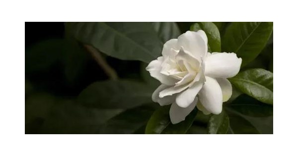 Yanell Rocha Obituary (2026) - El Paso, TX - San Jose Funeral Home ...