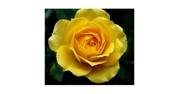 Charlene Wheeler Obituary (2025) - Binghamton, NY - Hopler & Eschbach ...