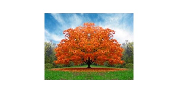 Leonard Junior Causey Obituary (2025) - Tabor City, NC - Inman Ward ...