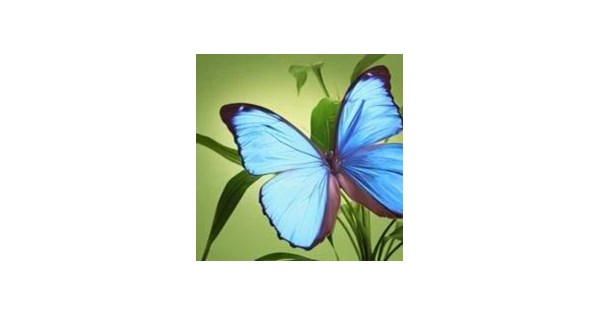 Patricia Paulson Obituary and Online Memorial (2026)