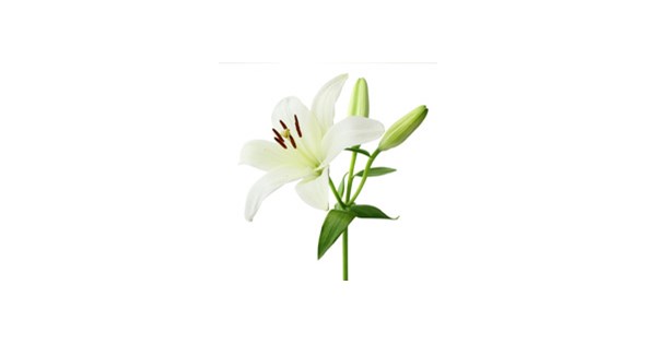 Patricia K. Banta Obituary (2024) - Soda Springs, ID - Horsley-Sims ...