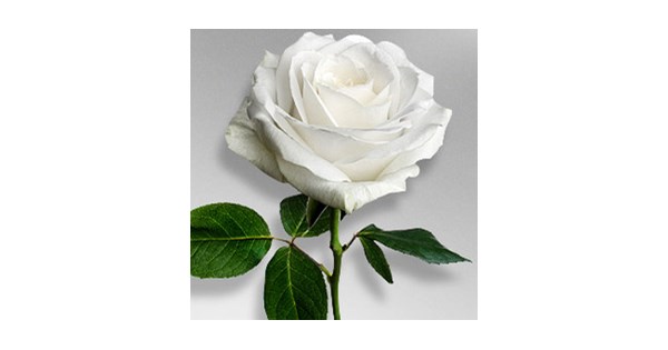 Lillian T. Simpson Obituary (2024) - Arlington, MA - Keefe Funeral Home ...