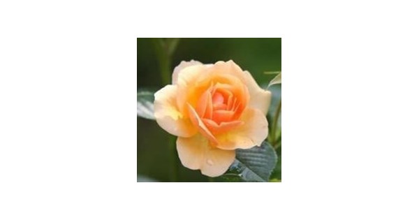 Patricia Cates Horton Obituary (2025) - Columbiana, AL - Bolton Funeral ...