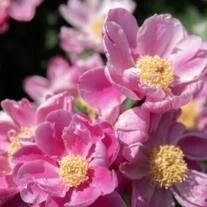 Cynthia L. Hollingsworth Obituary (2026) - Wenatchee, WA - Jones ...