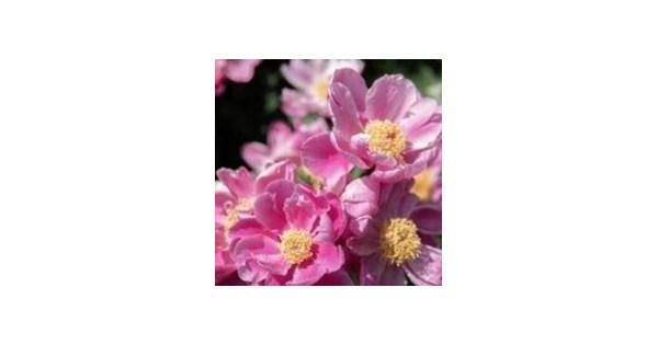 Cynthia L. Hollingsworth Obituary (2026) - Wenatchee, WA - Jones ...