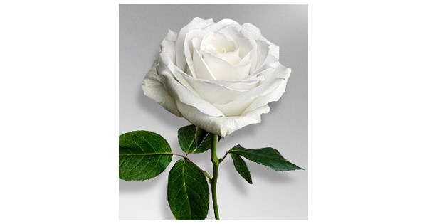Thomas M Brown Obituary (2025) - Manchester, NJ - Oliverie Funeral Home ...