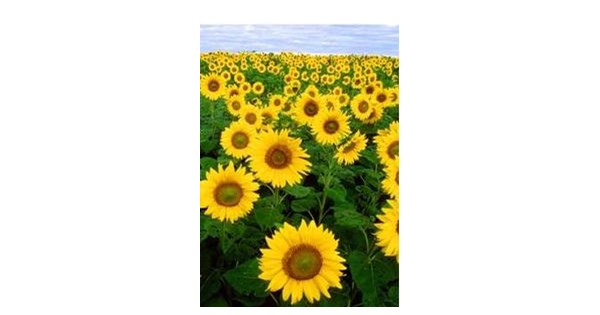 Betty Mitchell Obituary (2024) - Redding, CA - Allen & Dahl Funeral ...