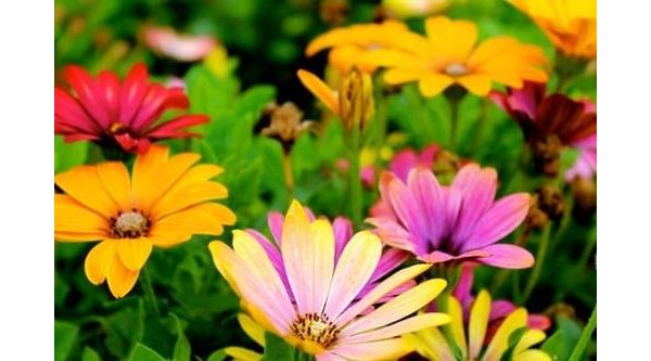 Alexis Brooke Dilks Obituary (2023) - Oklahoma City, OK - Oklahoma City ...
