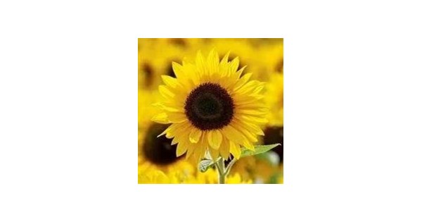 Barbara Adams Obituary (2026) - Roswell, NM - Anderson-Bethany Funeral ...