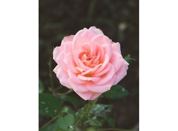 Mrs. Rhonda Ingram Obituary (2026) - Newport News, VA - C. C. Carter ...