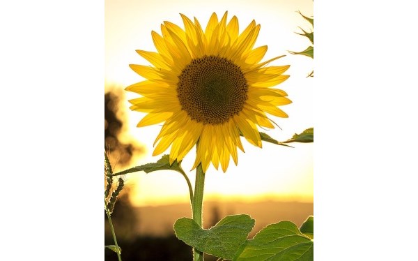 Tammy L. Forist Obituary (2025) - Portland, MI - Lehman Funeral Home ...