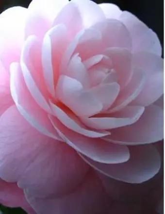 Sharon Shumate Frost Obituary (2024) - Monroe, NC - Gordon Funeral ...