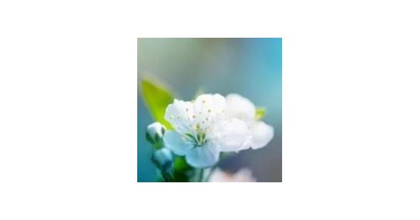 Rachel Evelyn Marie Abbott Obituary (2026) - Salisbury, MD - Bennie ...