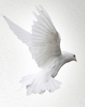 Donald Randall Obituary and Online Memorial (2026)