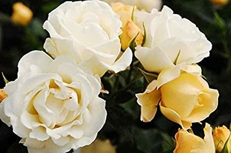 Cheryl Lea Maurer Obituary (2023) - EDMONDS, WA - Beck's Tribute Center