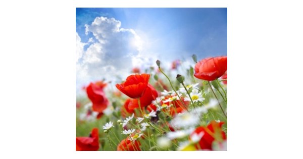 Stacia Elizabeth Mann Obituary (2022) - Beaufort, NC - Noe Funeral ...