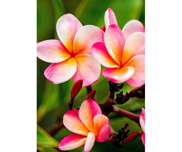 Dawn Lynn Jankowski Obituary (2026) - New Braunfels, TX - Lux Funeral ...