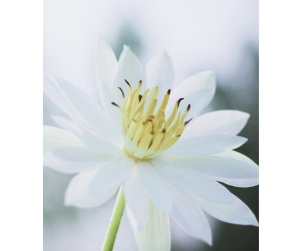 Linda Mann Gilbert Obituary (2024) - Saluda, VA - Faulkner Funeral ...