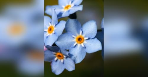 Marilyn Edna Henry Obituary (2022) - Rockville, MD - Going Home ...