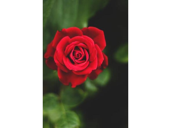 Olivia Ann Gasperson Obituary (2024) - Bridgeport, TX - Hawkins Funeral ...