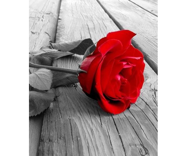 Helena Anne Mulvey-Gary Obituary (2024) - Warwick, NY - Zygmunt-Murtie ...
