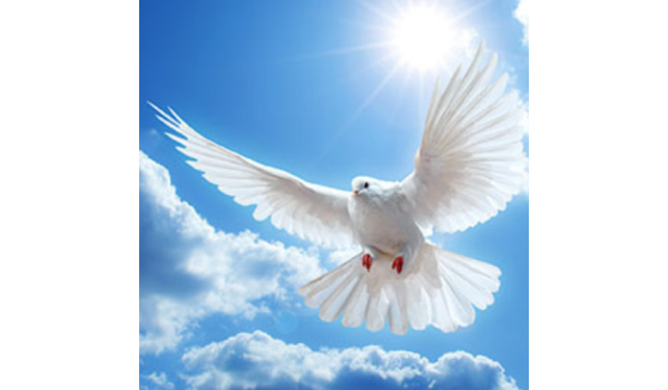Roseann Zona Obituary (2024) - Rochester, NY - Dierna Funeral Home ...
