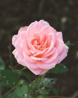 Michaeline Koppy-Austin Obituary and Online Memorial (2026)
