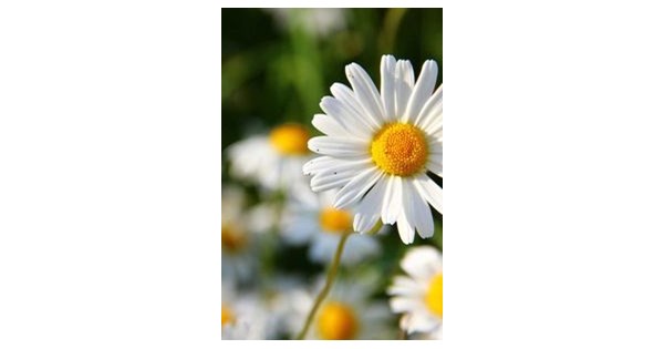 Florence Kathrine Zuzga Obituary (2023) - Redford, MI - Fisher Funeral ...