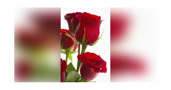 Brenda Romeo Obituary (2023) - Houston, TX - Waddell's Riverside ...
