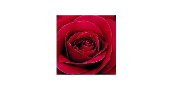 Anthony Louis Borzillo Obituary (2025) - Tampa, FL - Boza & Roel ...