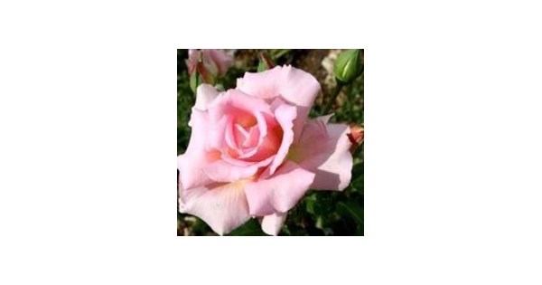 Pauline Hadfield Croteau Obituary (2026) - Sugar Hill, GA - Flanigan ...