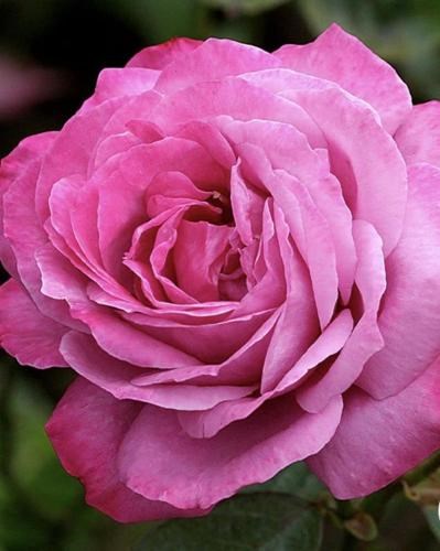 In Loving Memory of Christine Murphy - Obituaries & Ways to Support the ...