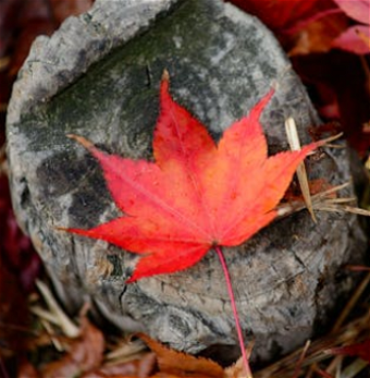 Virgina Gayle Hunter Obituary (2026) - -, TN - Ellis Funeral Home ...