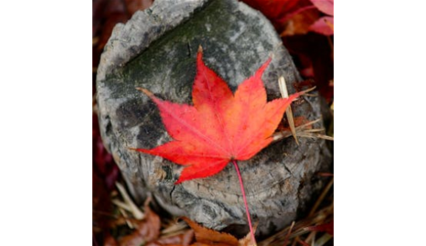 Virgina Gayle Hunter Obituary (2026) - -, TN - Ellis Funeral Home ...