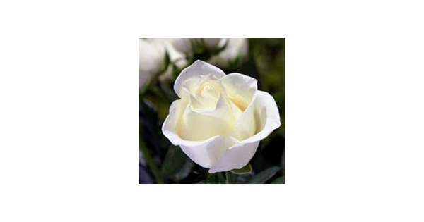 Beverly Stewart Hall Obituary (2023) - Columbiana, AL - Bolton Funeral ...