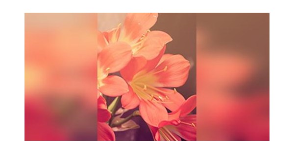 Barbara Ellen Lovejoy Obituary (2022) - Buffalo, WV - Raynes Funeral ...
