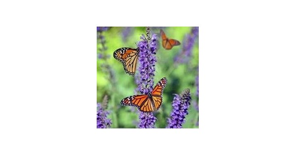 Holly Maria Sutton Obituary (2025) - Newport, TN - Manes Funeral Home ...