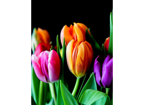 Lydia Massey Obituary (2026)
