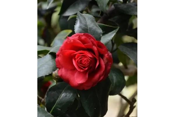 Carol Banker Obituary and Online Memorial (2025)