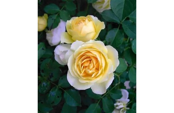 Janie Luman Obituary (2026) - Clinton, AR - Clinton Funeral Service